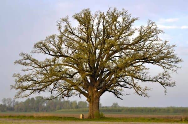 8 Native Trees of Wyoming to Plant or View in the Wild Today
