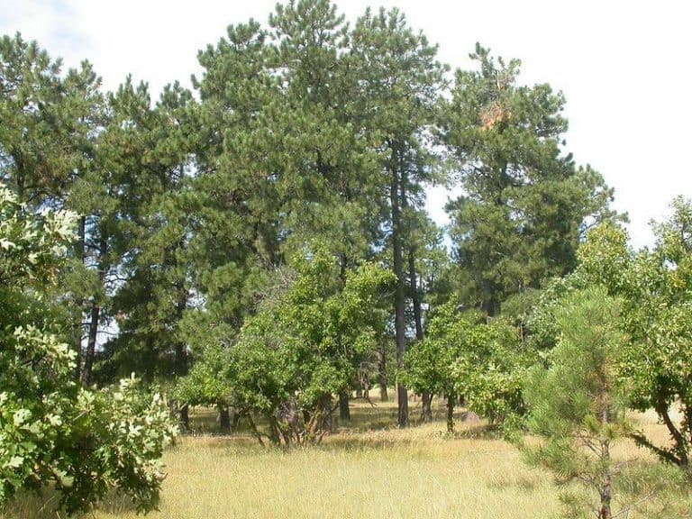 Do Oak Trees Grow in Colorado? Which Are The Best Varieties?