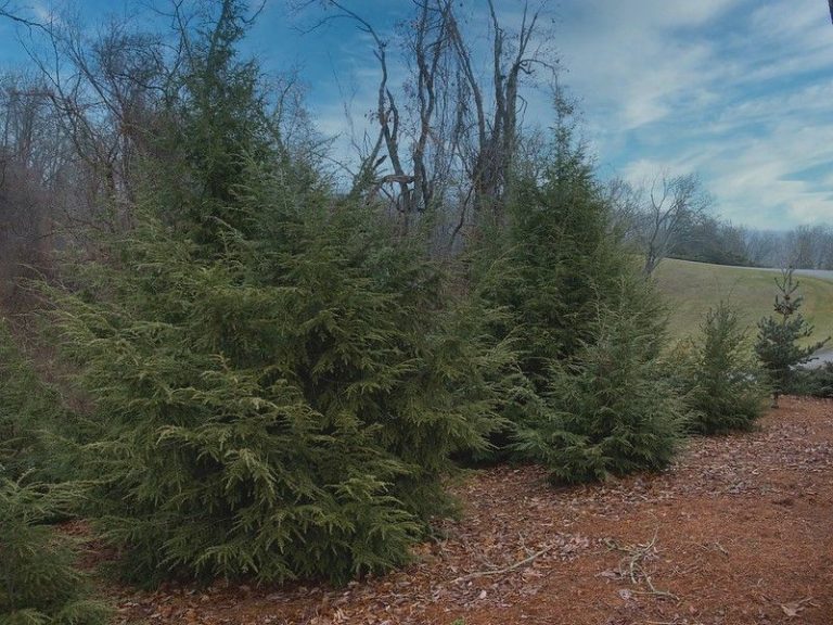 9 Privacy Trees for Colorado (Tall, Narrow & Hedging Trees)