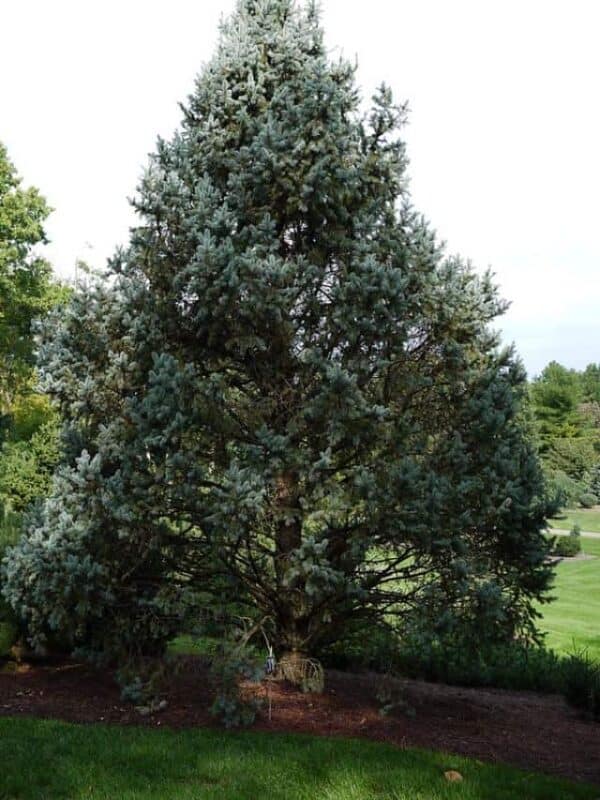 9 Privacy Trees for Colorado (Tall, Narrow & Hedging Trees)