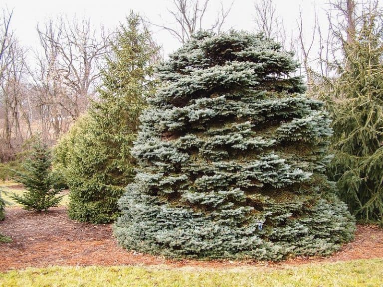 21 Native Colorado Trees to Plant or Admire in the Wild