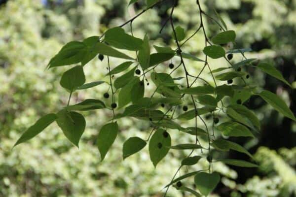 8 Native Trees of Wyoming to Plant or View in the Wild Today