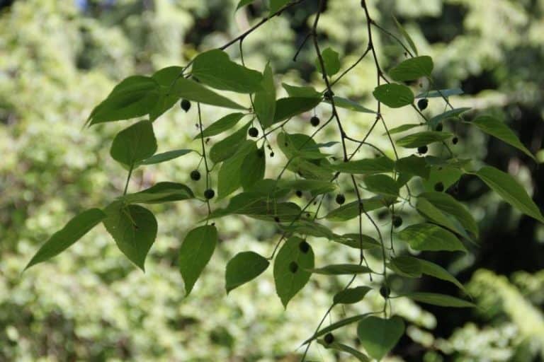 8 Native Trees of Wyoming to Plant or View in the Wild Today