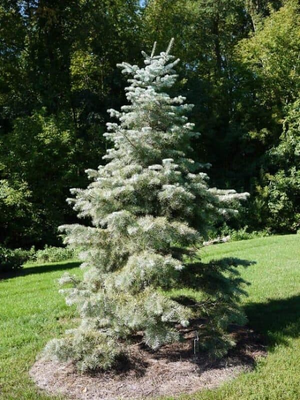 15 Evergreen Trees in Colorado (Tall, Small & Narrow Types)