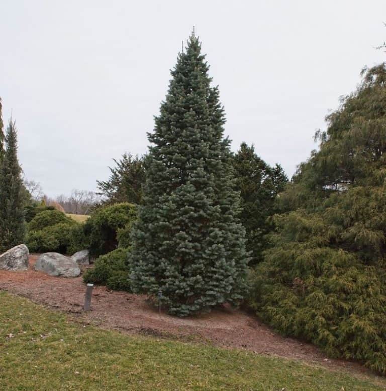 15 Evergreen Trees in Colorado (Tall, Small & Narrow Types)