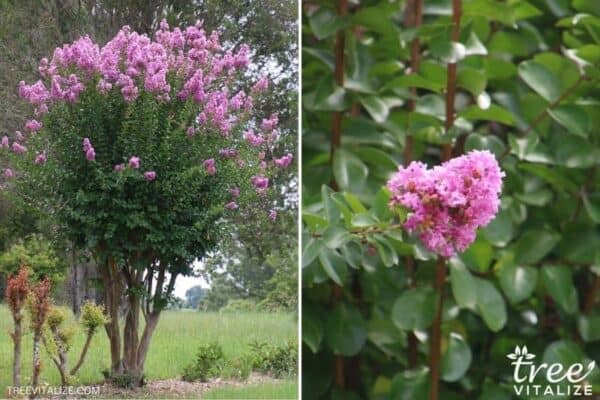 20 Stunning Flowering Trees to Grow in Tennessee