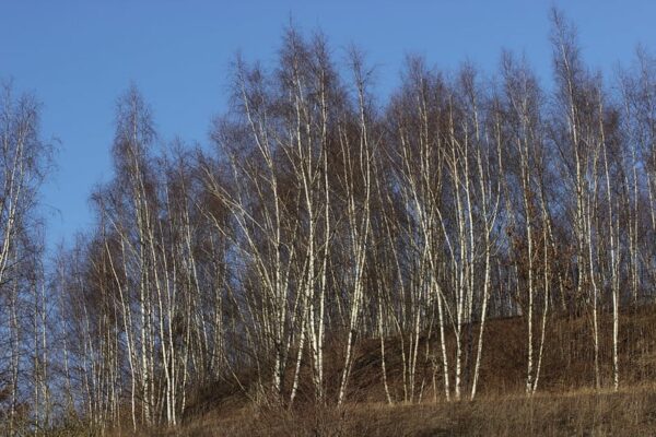 Do Birch Trees Grow in Colorado? Which Varieties?