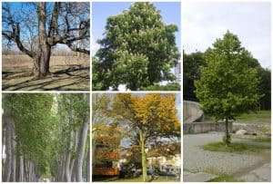 21 Native Colorado Trees to Plant or Admire in the Wild