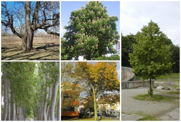 21 Native Colorado Trees to Plant or Admire in the Wild
