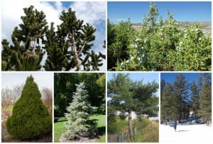 21 Native Colorado Trees to Plant or Admire in the Wild
