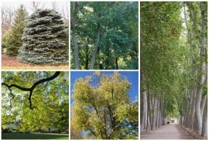 10 Fast Growing Trees to Grow in Arizona