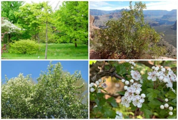 Do Oak Trees Grow in Colorado? Which Are The Best Varieties?