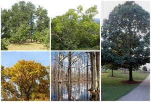 21 Native Colorado Trees to Plant or Admire in the Wild