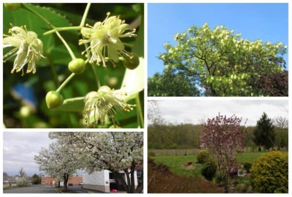 10 Best Trees for Wyoming Landscaping: Flowering & Evergreen