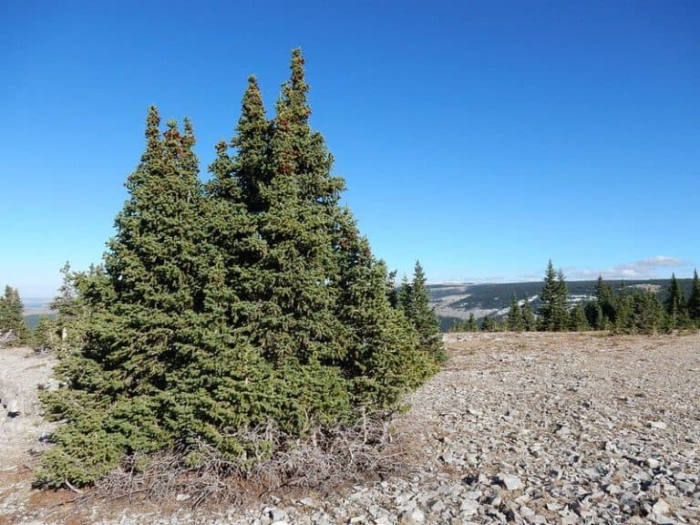 21 Native Colorado Trees to Plant or Admire in the Wild