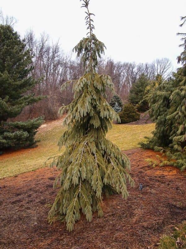 15 Evergreen Trees in Colorado (Tall, Small & Narrow Types)