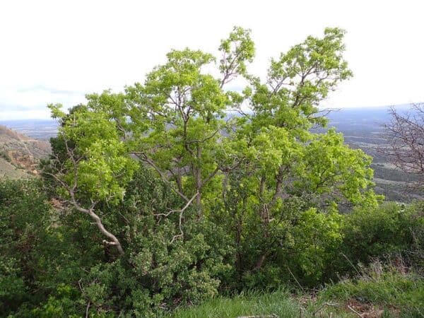 Do Oak Trees Grow in Colorado? Which Are The Best Varieties?