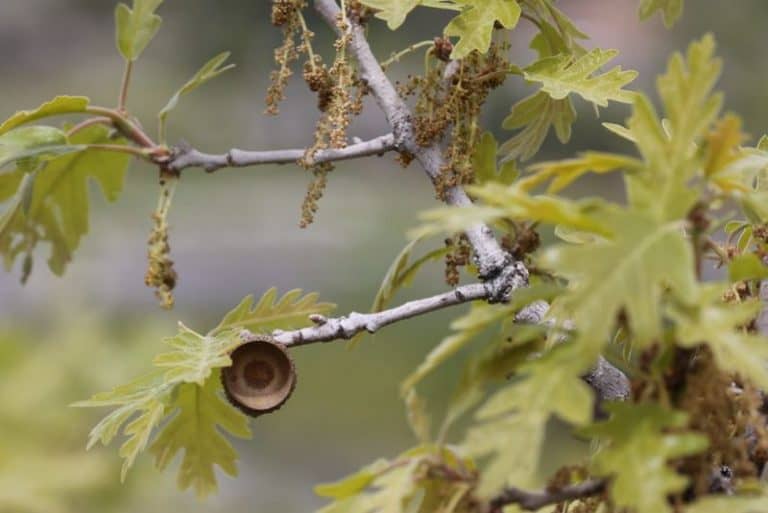 21 Native Colorado Trees to Plant or Admire in the Wild