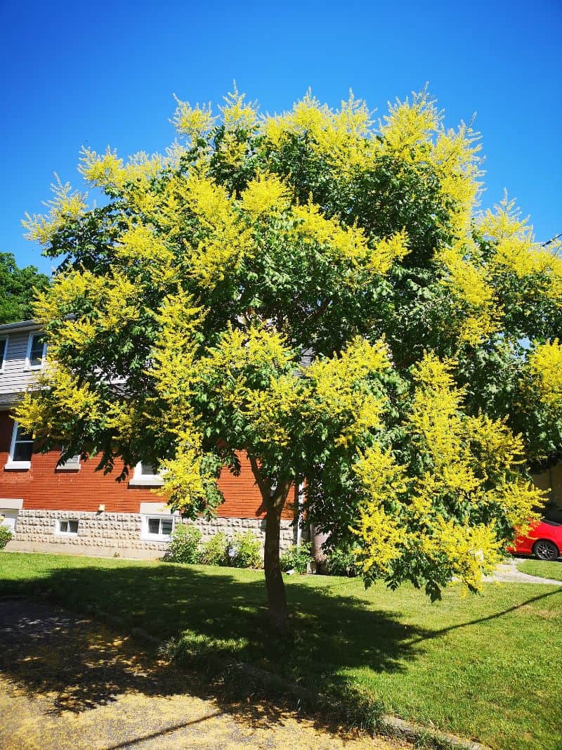 10 Flowering Trees for Colorado: White, Pink & Yellow Blooms