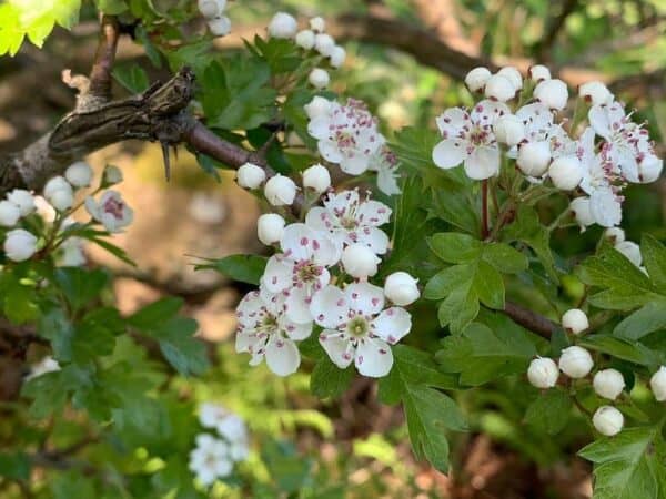 9 Small Trees for Colorado (Ideal for Smaller Yards)