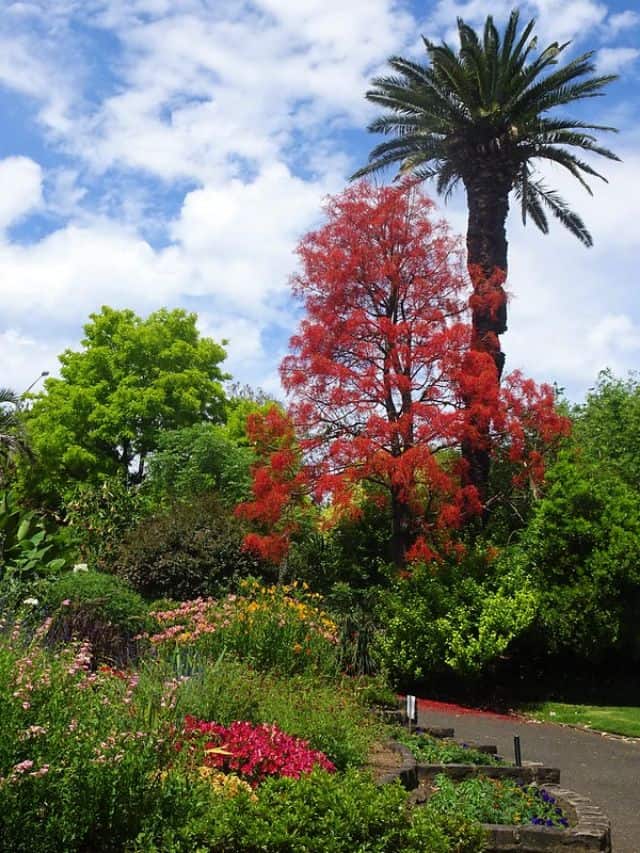 9 Best Trees for Your Backyard in California (All Types)