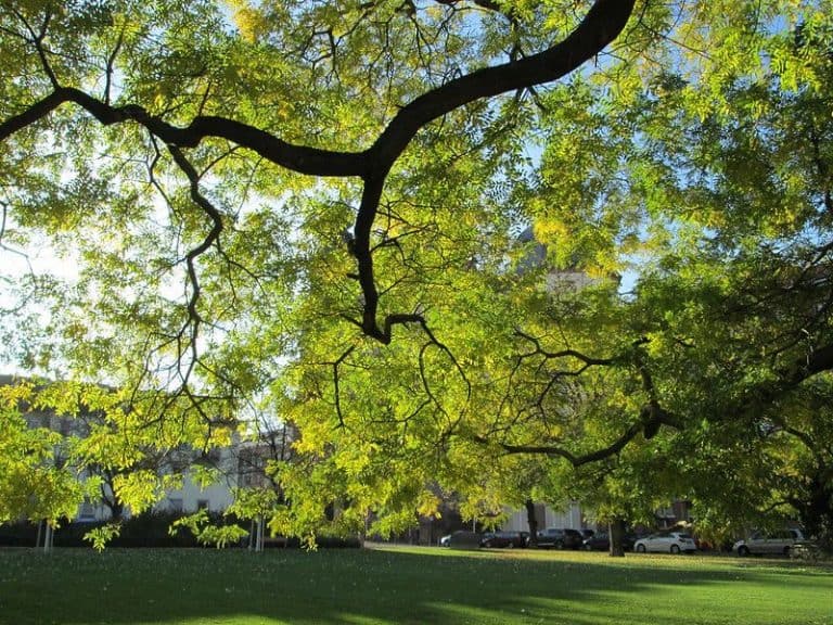10 Fast Growing Trees in Colorado (That Will Thrive)