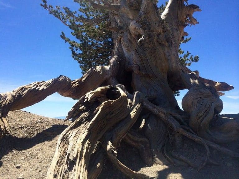 6 Best Types of Pine Trees That Grow in Colorado