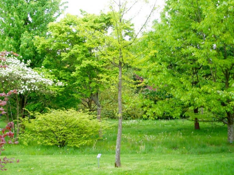 9 Small Trees for Colorado (Ideal for Smaller Yards)