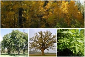 21 Native Colorado Trees to Plant or Admire in the Wild