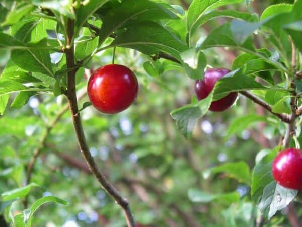 9 Small Trees for Colorado (Ideal for Smaller Yards)