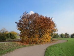 8 Best Maple Trees to Grow in Colorado (Types That Do Well)