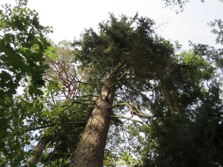 15 Evergreen Trees in Colorado (Tall, Small & Narrow Types)