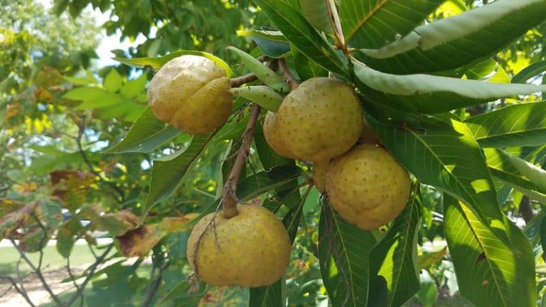 9 Deciduous Trees to Grow in Your Colorado Yard or Garden