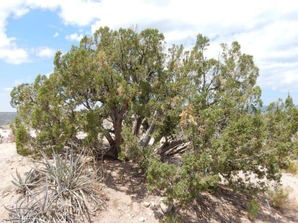 15 Evergreen Trees in Colorado (Tall, Small & Narrow Types)