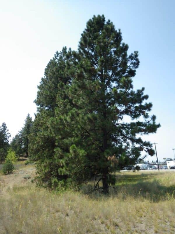 6 Best Types of Pine Trees That Grow in Colorado