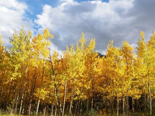 21 Native Colorado Trees to Plant or Admire in the Wild