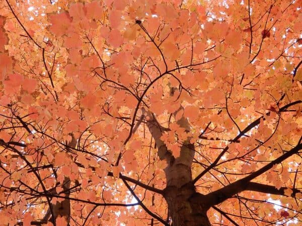 8 Best Maple Trees to Grow in Colorado (Types That Do Well)