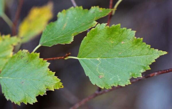 21 Native Colorado Trees to Plant or Admire in the Wild