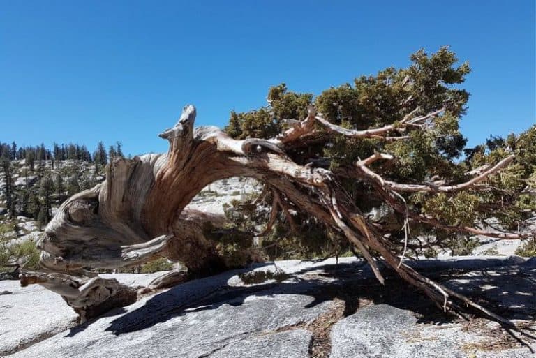 6 Best Types of Pine Trees That Grow in Colorado