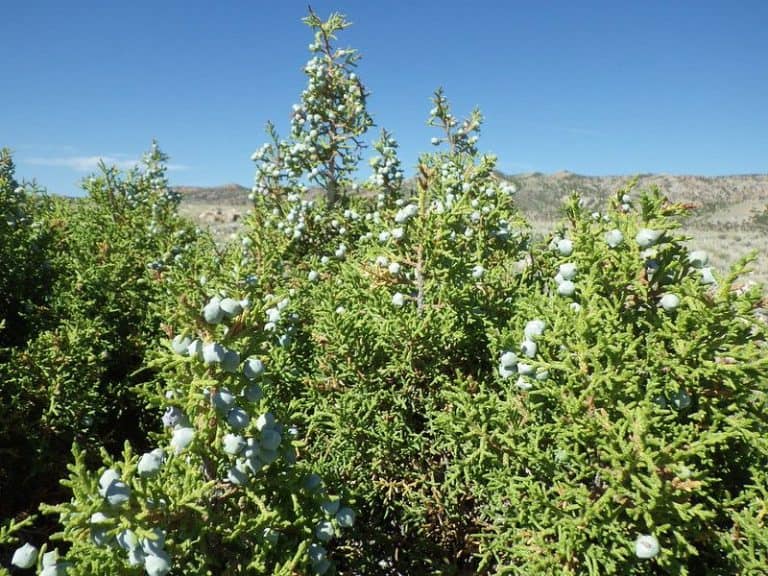 21 Native Colorado Trees to Plant or Admire in the Wild