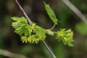 21 Native Colorado Trees to Plant or Admire in the Wild