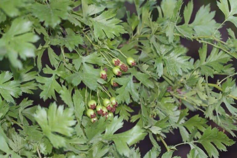9 Small Trees for Colorado (Ideal for Smaller Yards)