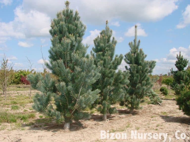 21 Native Colorado Trees to Plant or Admire in the Wild