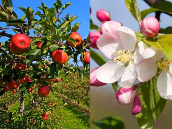 8 Cold-hardy USDA Zone 3 Apple Trees (That Will Thrive)