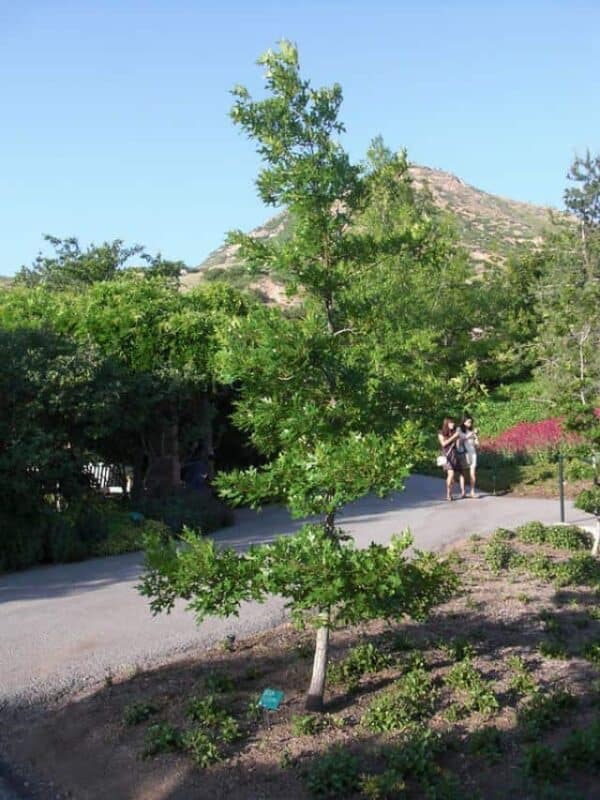 Do Oak Trees Grow in Colorado? Which Are The Best Varieties?