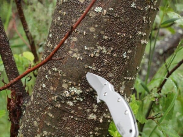 9 Deciduous Trees to Grow in Your Colorado Yard or Garden