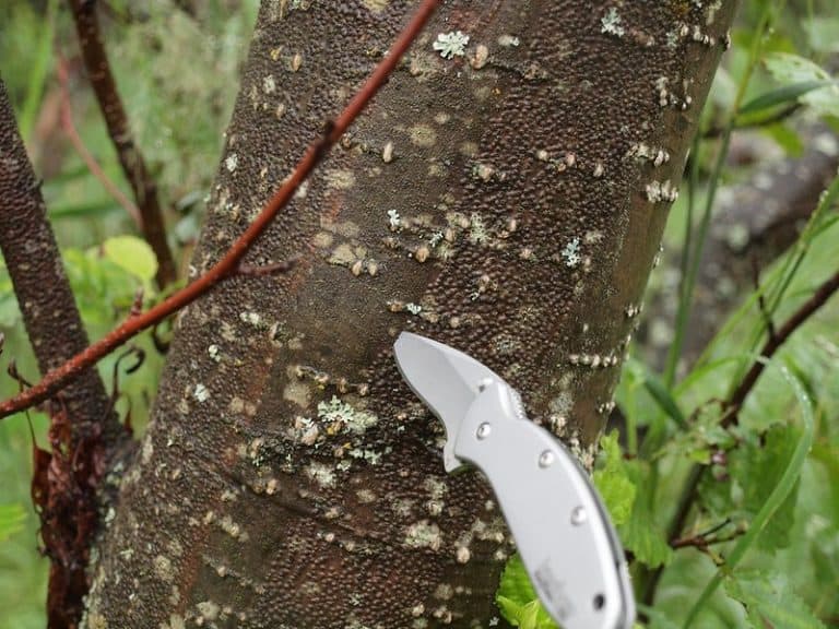 9 Deciduous Trees to Grow in Your Colorado Yard or Garden