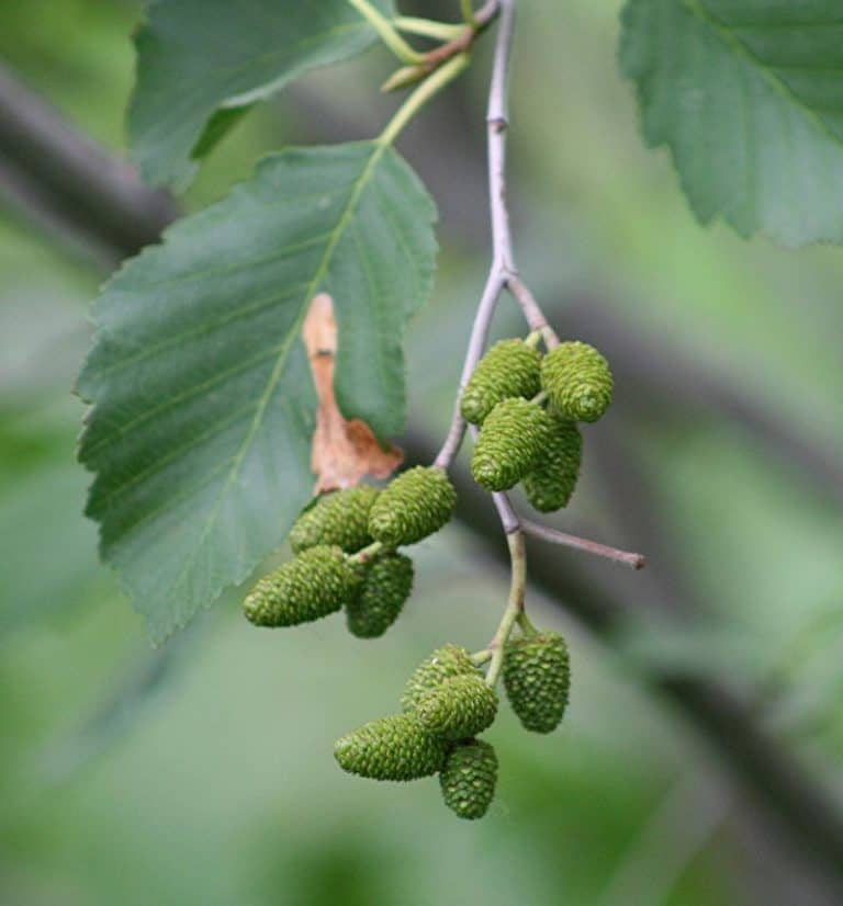 21 Native Colorado Trees to Plant or Admire in the Wild