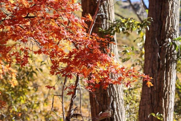 21 Native Colorado Trees to Plant or Admire in the Wild