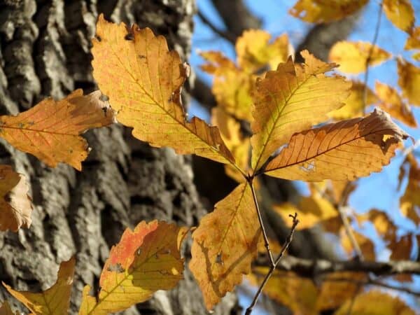 Do Oak Trees Grow in Colorado? Which Are The Best Varieties?